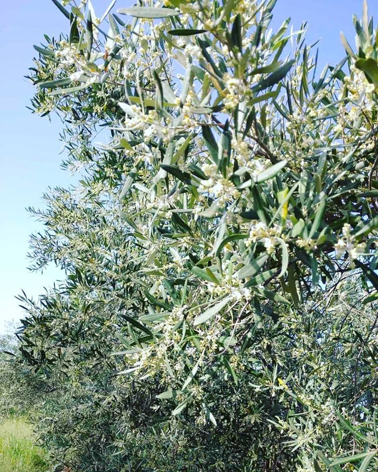 The land QOPPA,Corinth| All About Peloponnisos