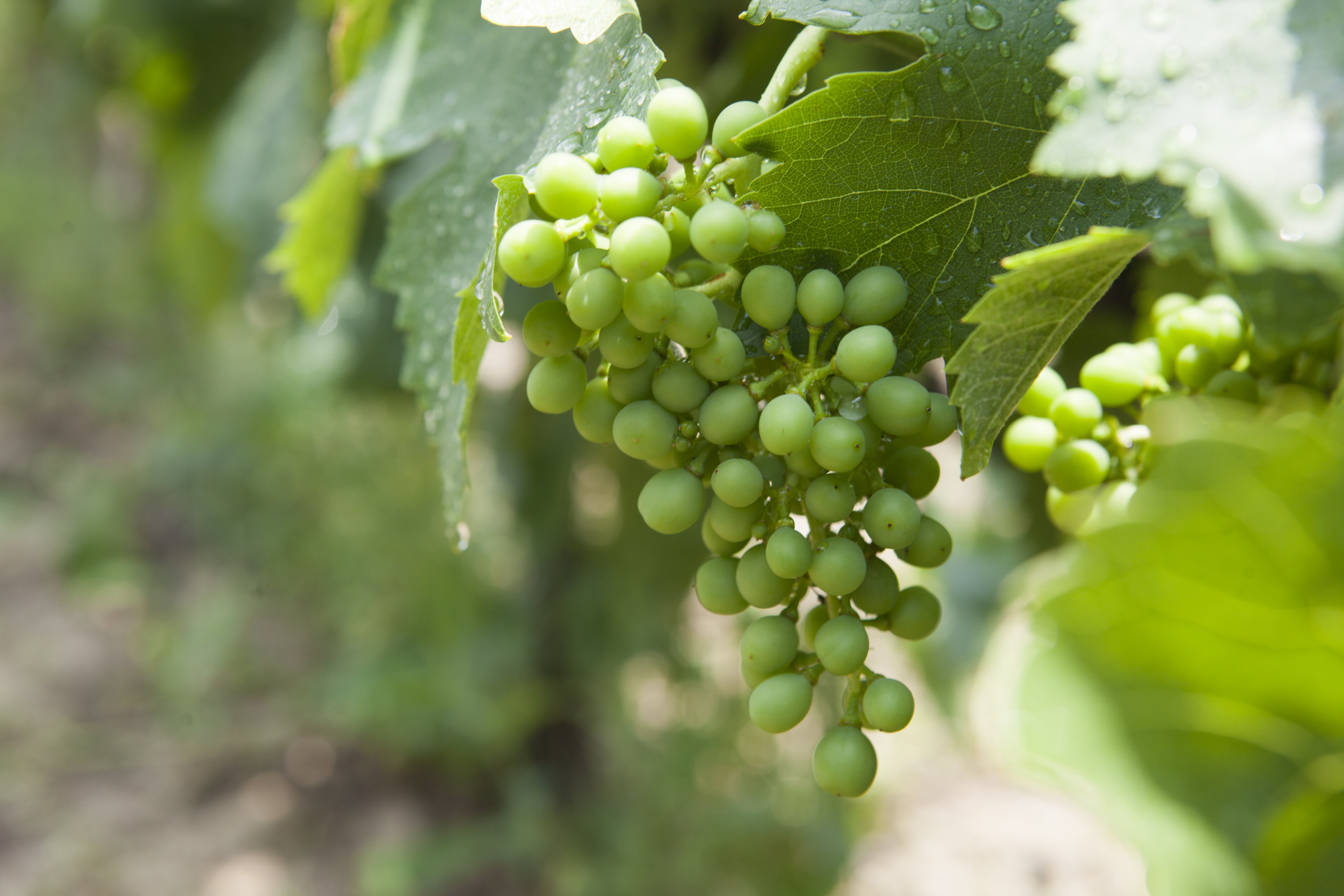 Semeli Estate| All About Peloponnisos